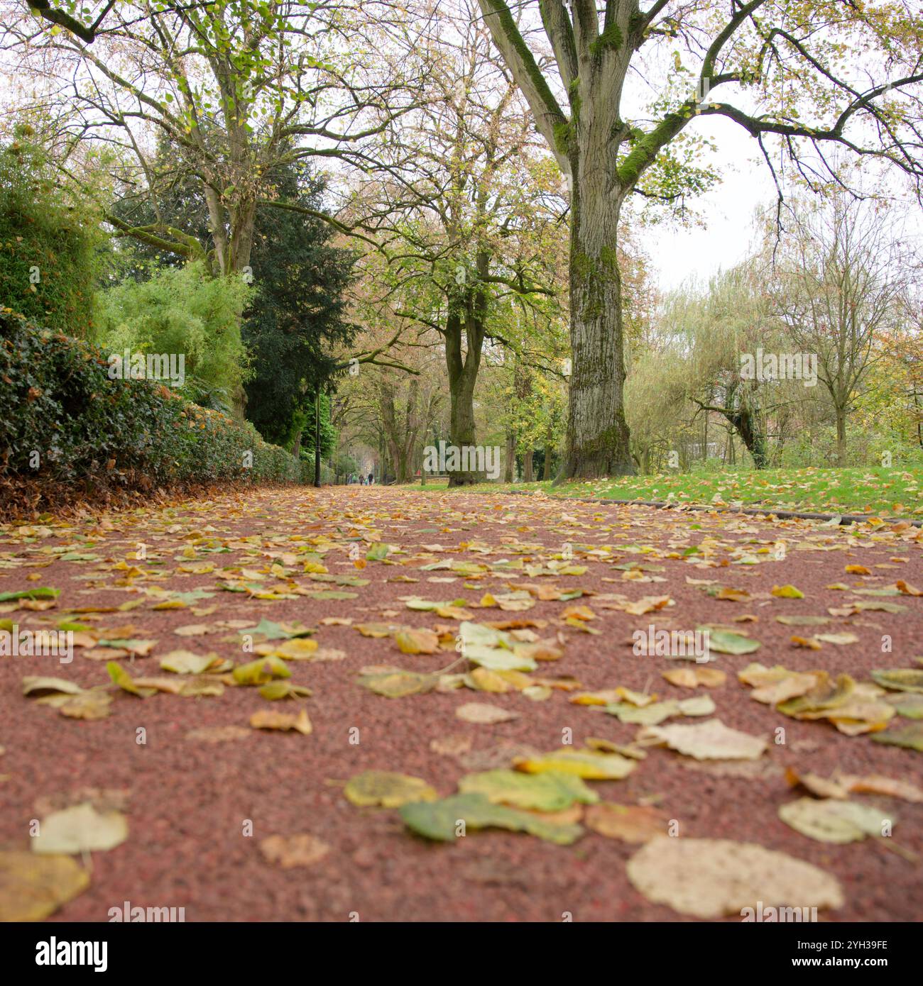 Leaves on a park path in Matlock, Derbyshire, UK Stock Photo - Alamy