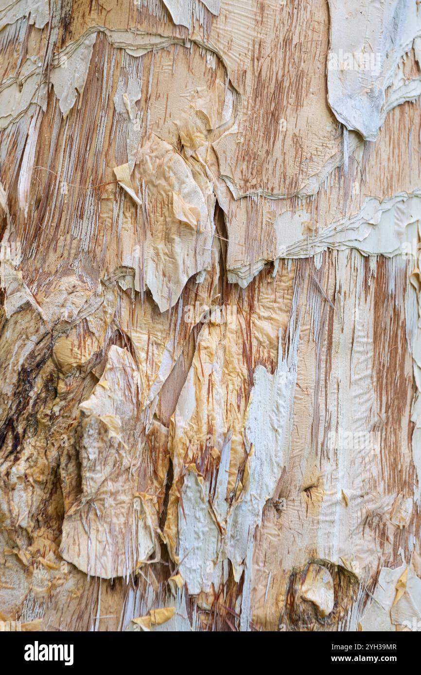 Paper Bark tree, Paper bark tree (Melaleuca quinquenervia), Black River ...