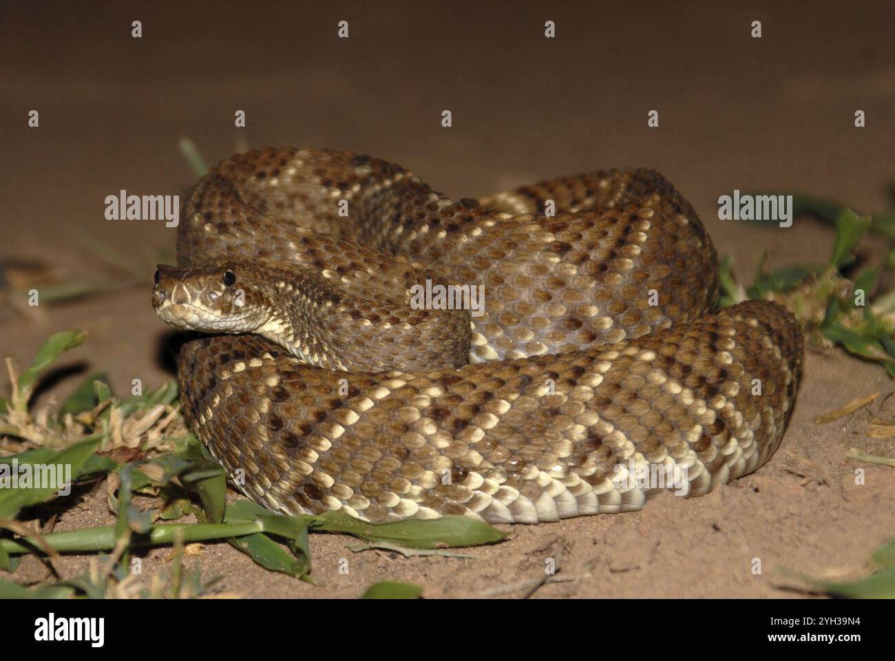 Ground rattler snake hi-res stock photography and images - Alamy