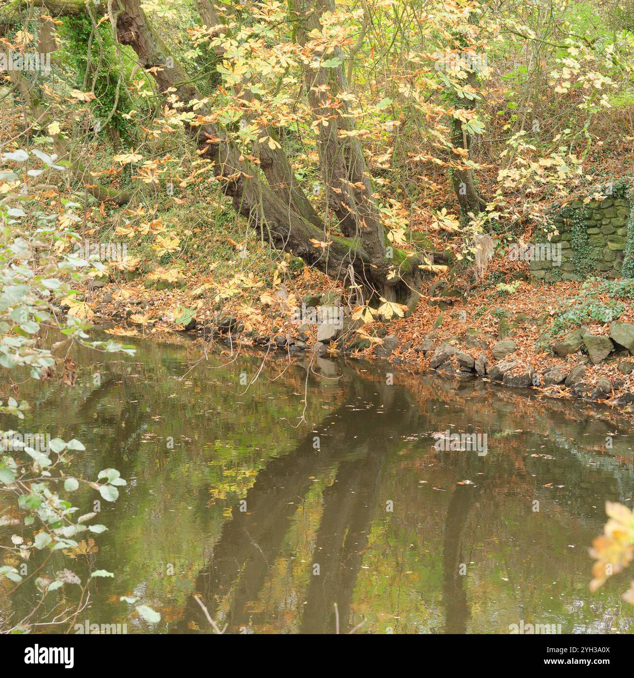 Tranquil riverbank scene overhanging hi-res stock photography and ...