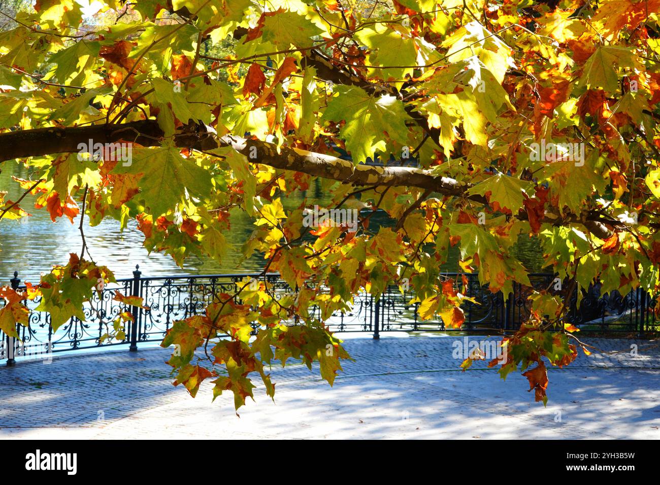 Tree branch plenty leaves hi-res stock photography and images - Alamy