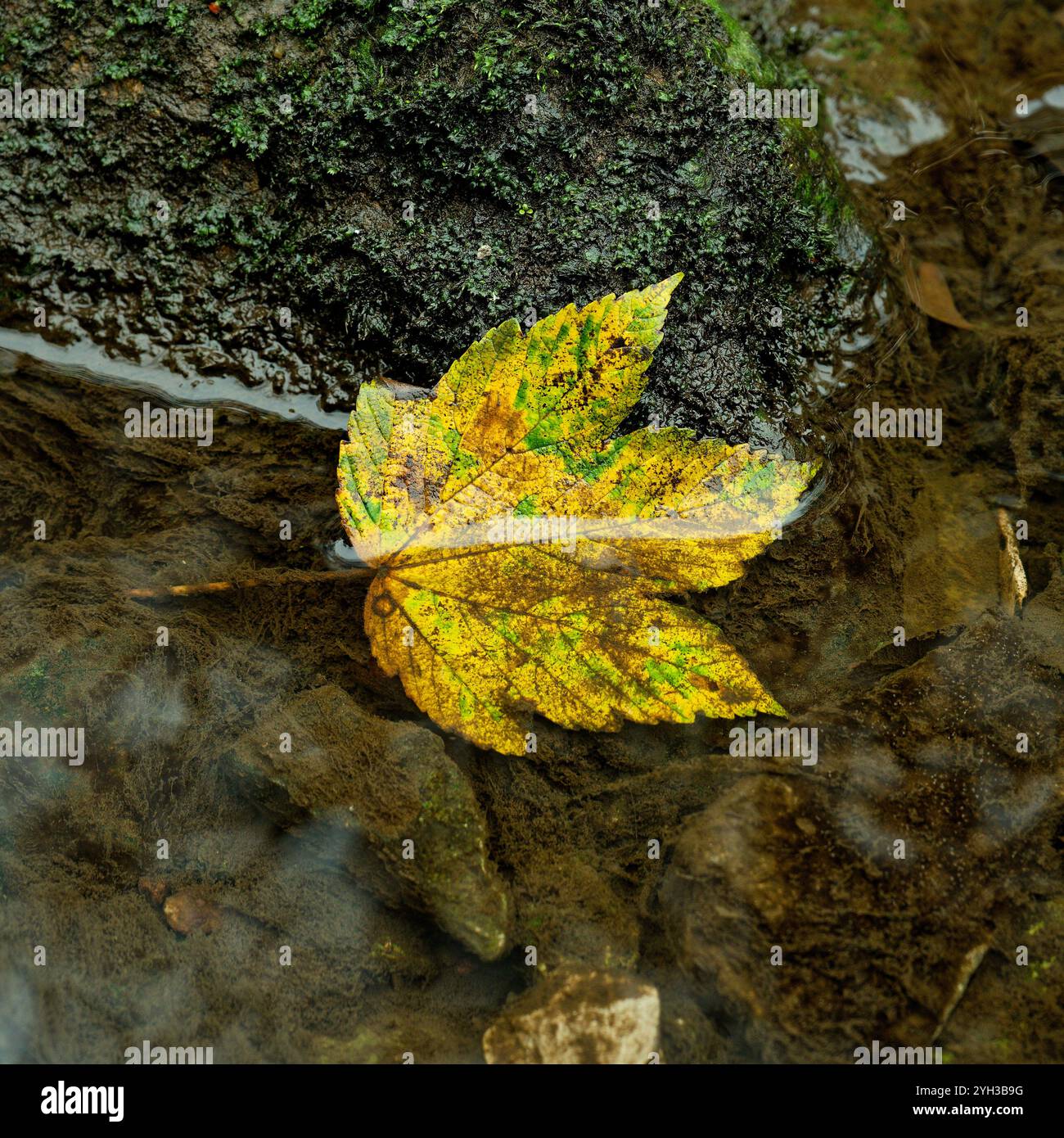 Single leaf in water hi-res stock photography and images - Alamy