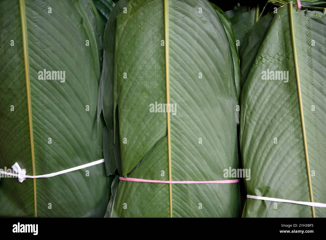 Rows and bundles of freshly harvested Colombian banana or bijao leaves ...