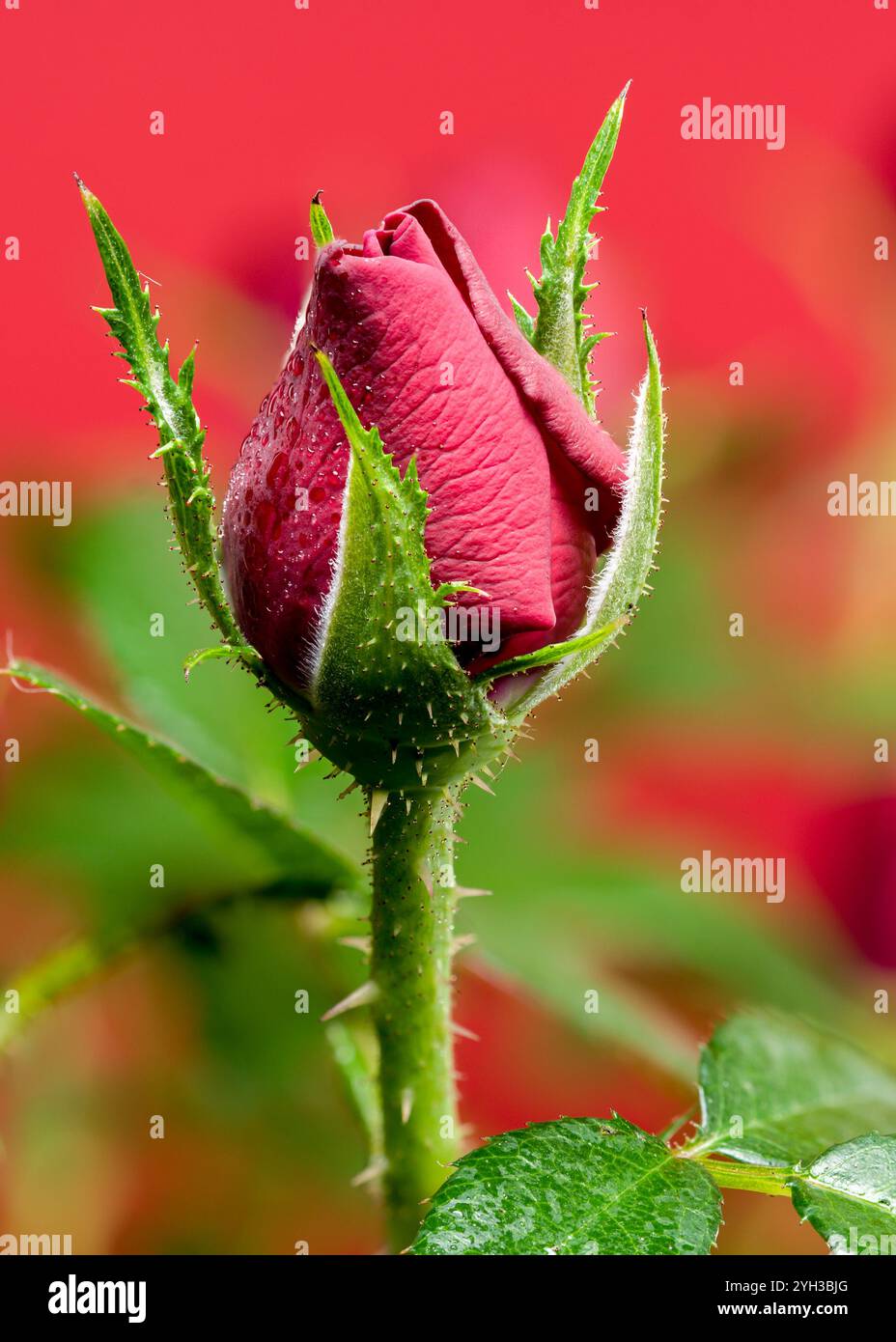 Beautiful blooming red rose kiss kordana on a red background. Flower ...