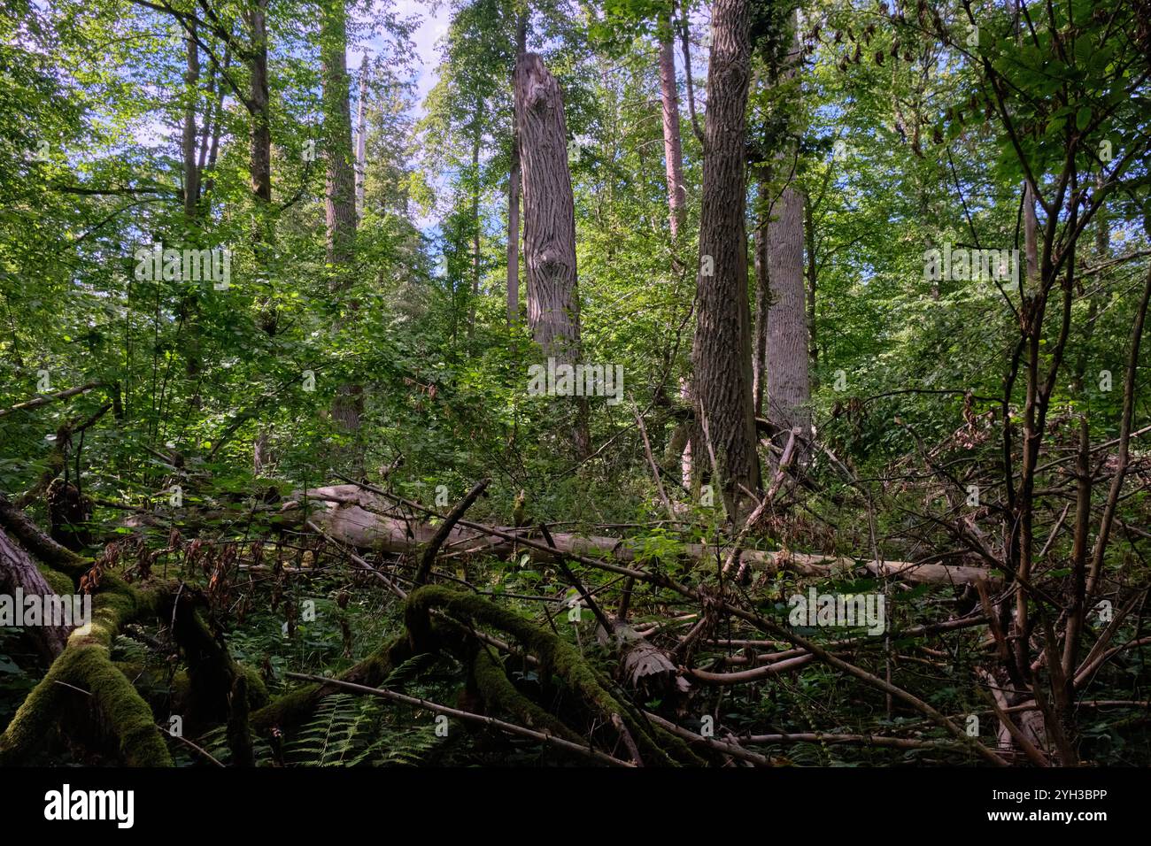 Natural deciduous tree stand with old oak tree and hornbeam around ...