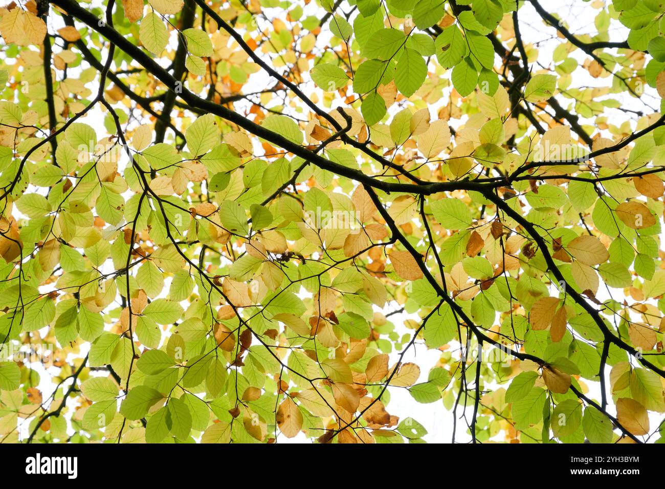 Looking up fall canopy hi-res stock photography and images - Alamy