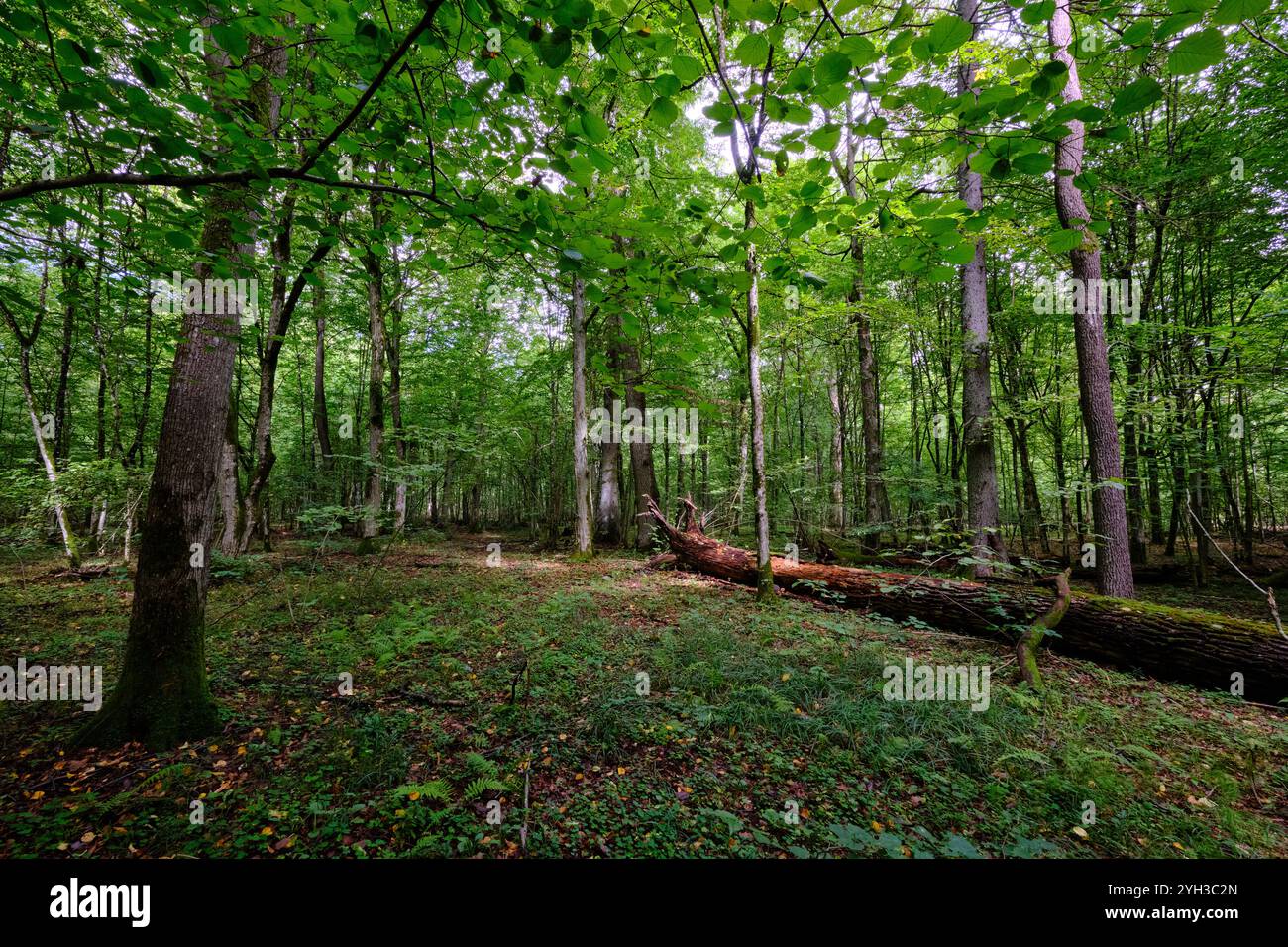 Summertime deciduous tree stand with broken dead trees rotting ...