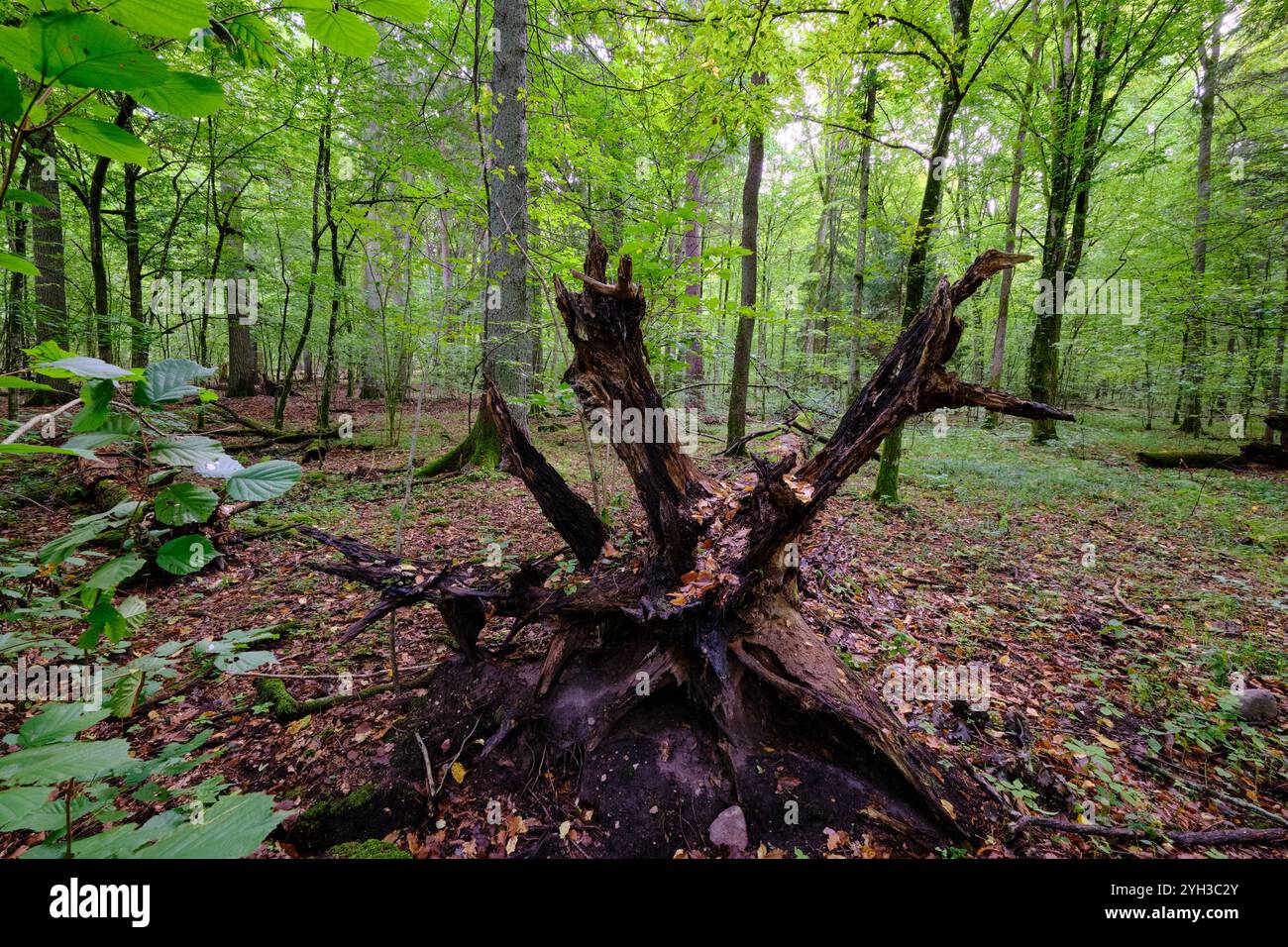 Summertime deciduous tree stand with broken dead trees rotting ...