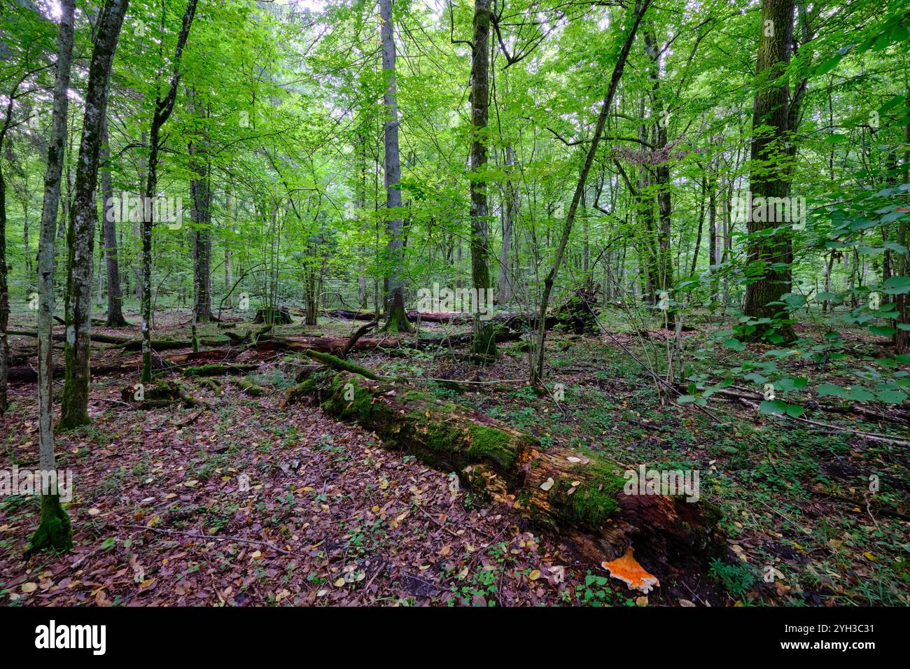 Summertime deciduous tree stand with broken dead trees rotting ...