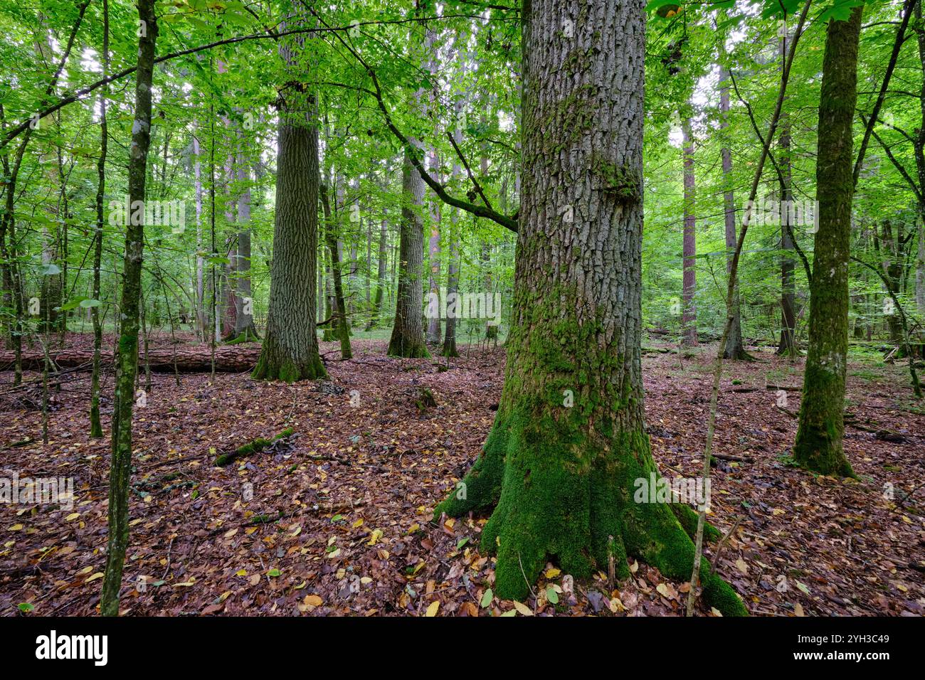 Summertime deciduous tree stand with broken dead trees rotting ...