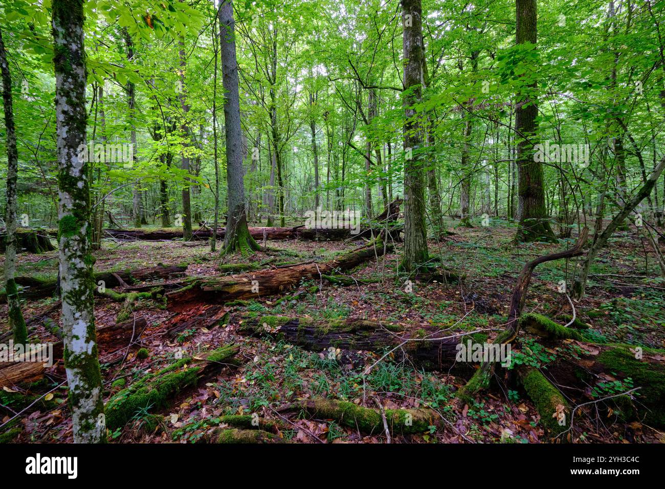 Summertime deciduous tree stand with broken dead trees rotting ...