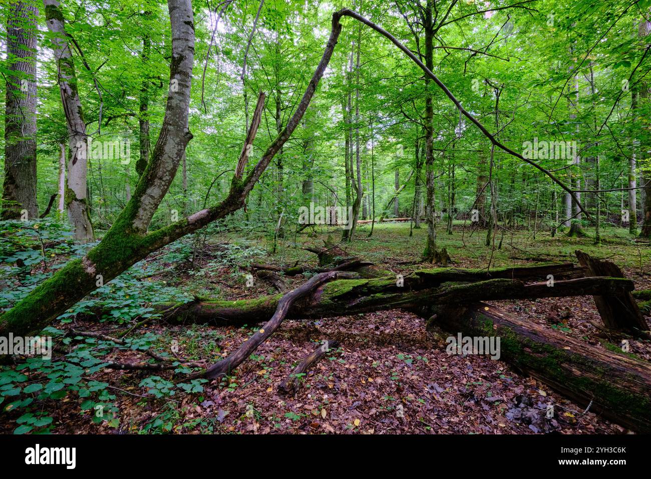 Summertime deciduous tree stand with broken dead trees rotting ...