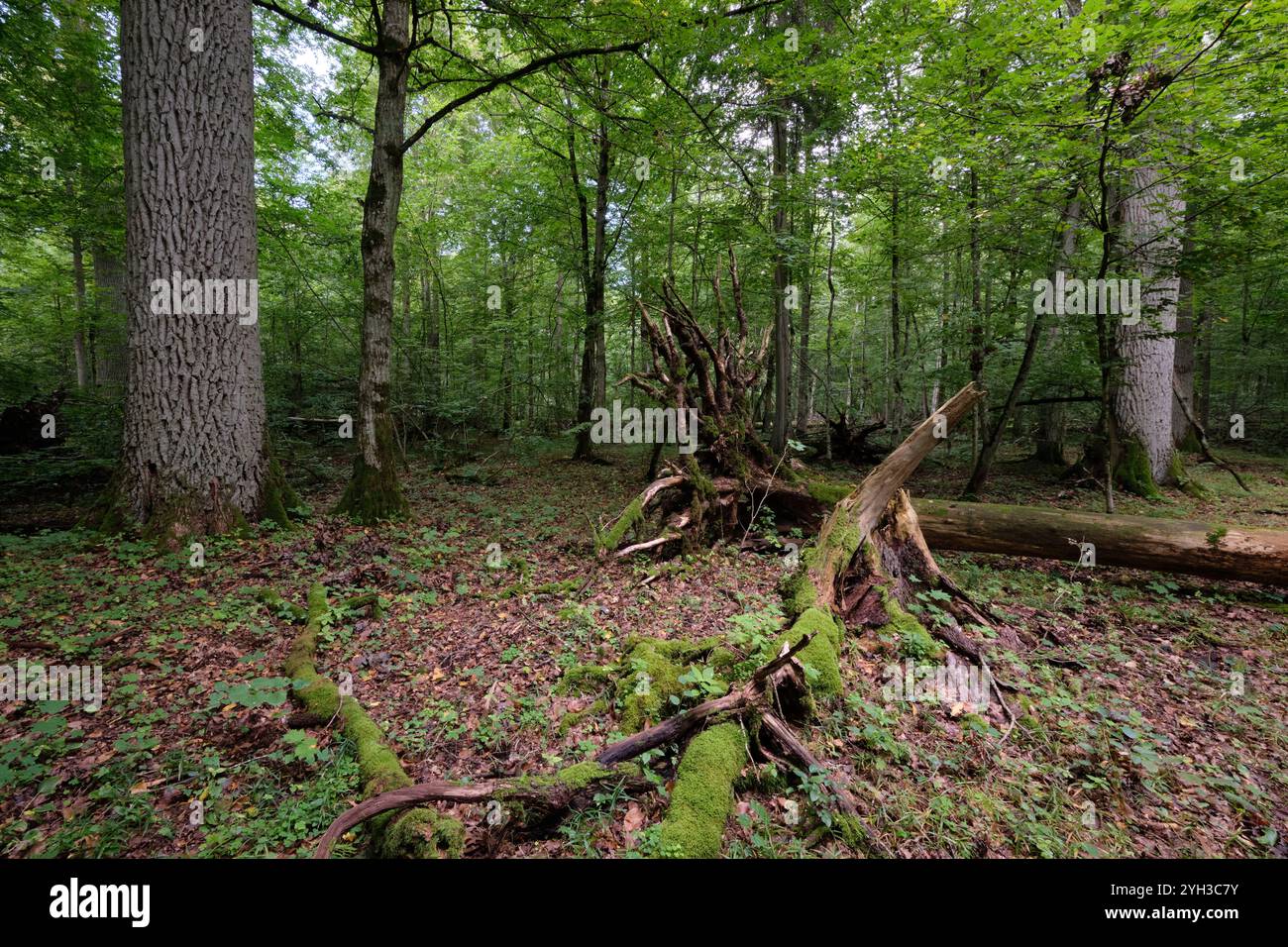 Summertime deciduous tree stand with broken dead trees rotting ...