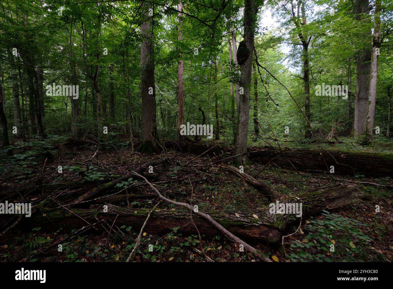 Summertime deciduous tree stand with broken dead trees rotting ...