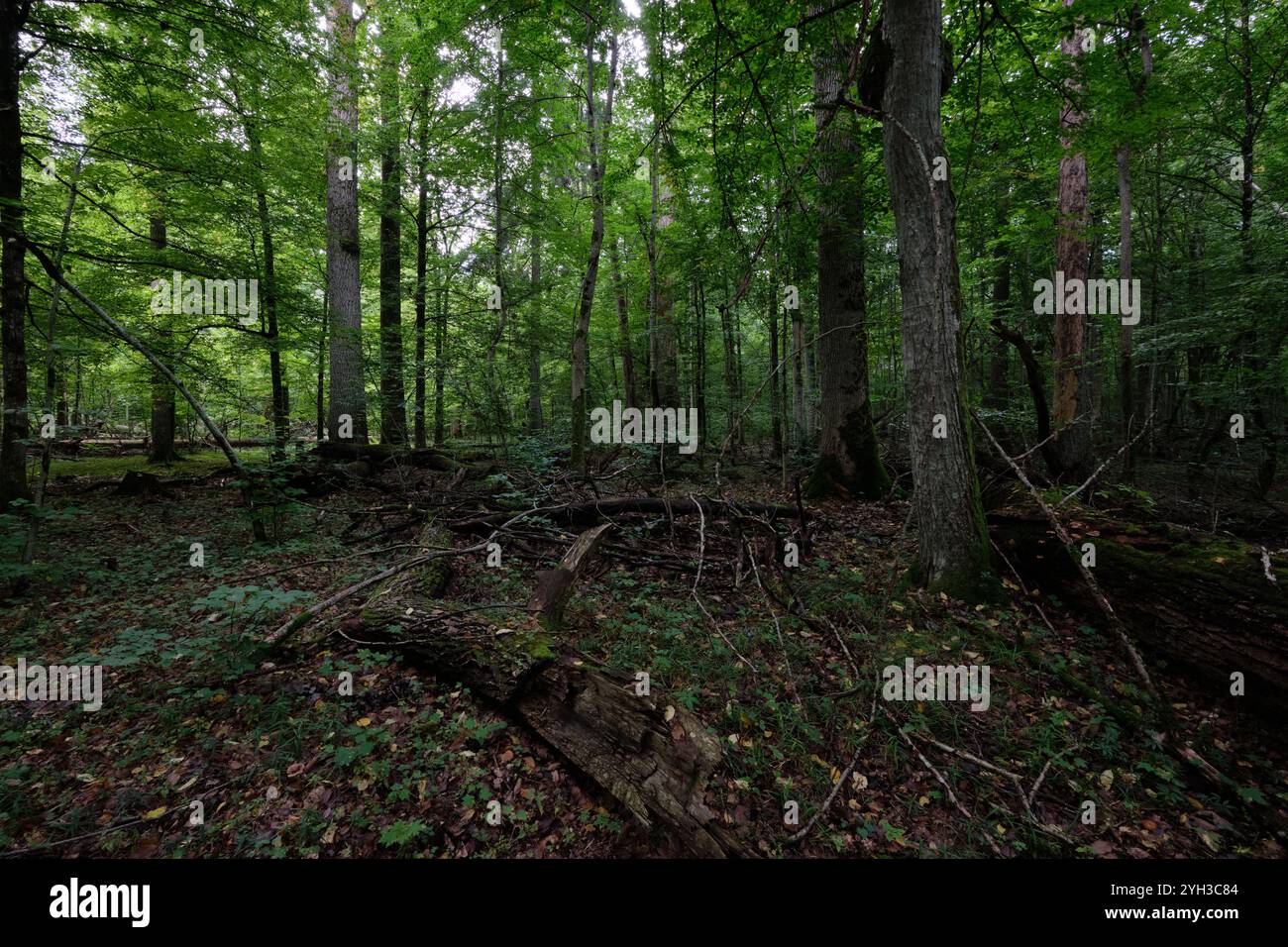 Summertime deciduous tree stand with broken dead trees rotting ...