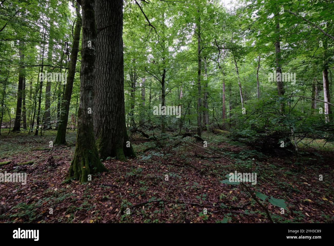 Summertime deciduous tree stand with broken dead trees rotting ...