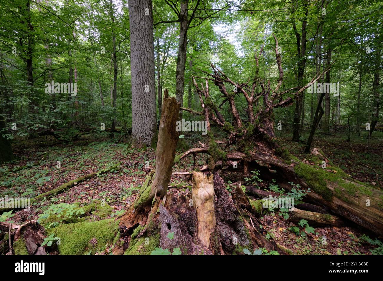 Summertime deciduous tree stand with broken dead trees rotting ...