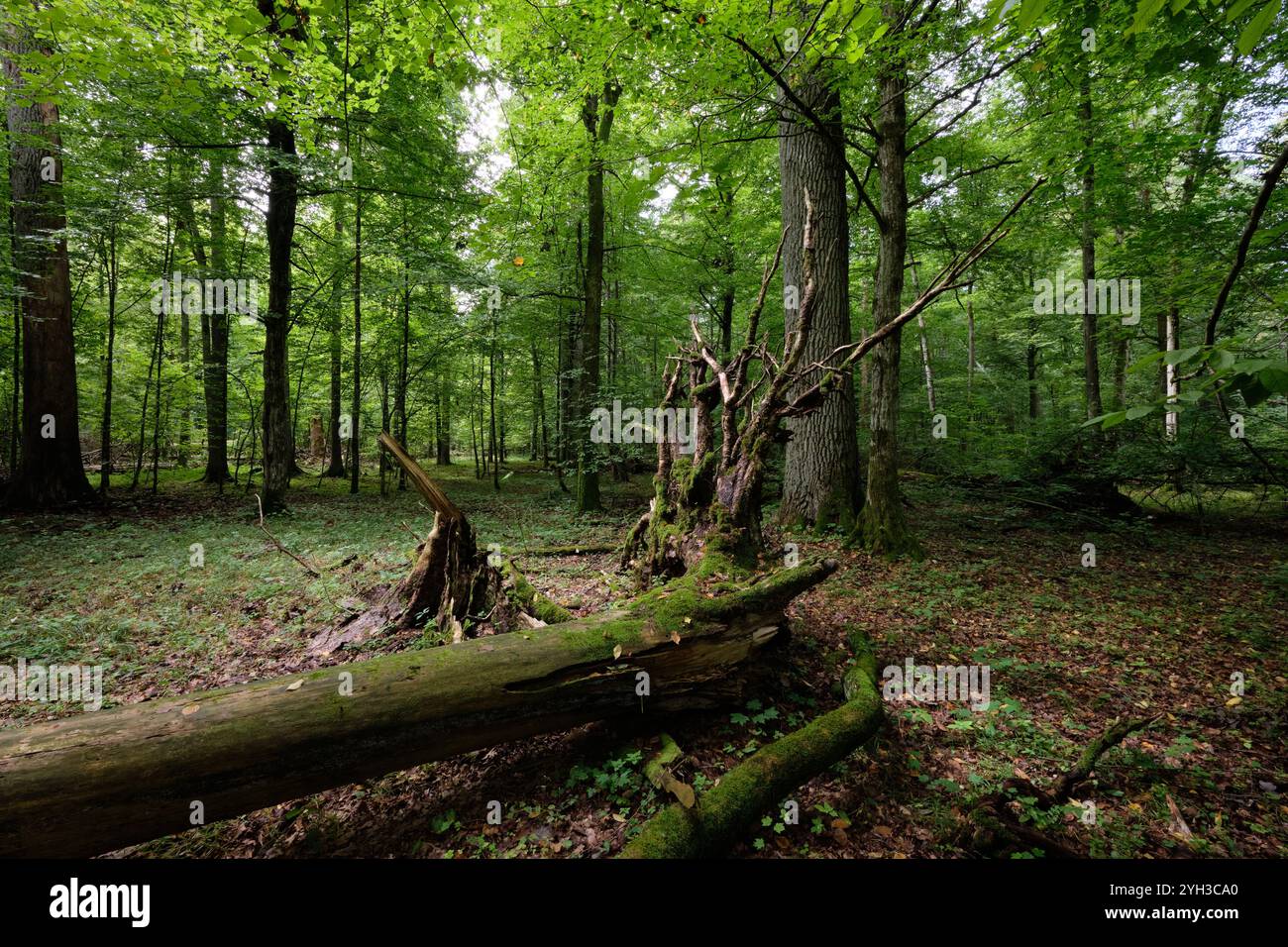 Summertime deciduous tree stand with broken dead trees rotting ...