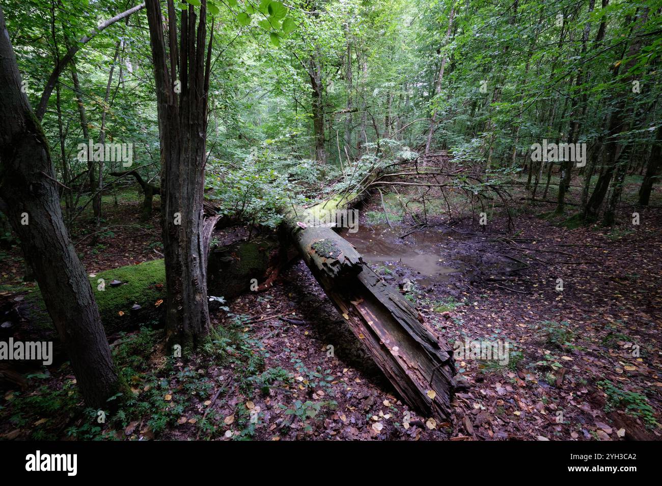 Summertime deciduous tree stand with broken dead trees rotting ...