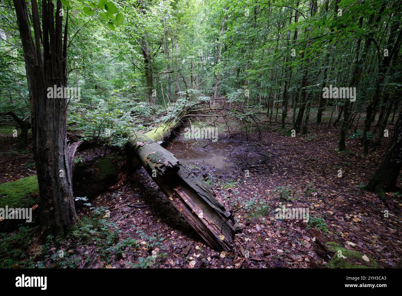 Summertime deciduous tree stand with broken dead trees rotting ...