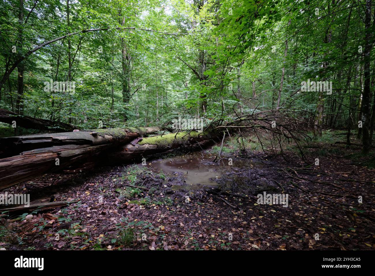 Summertime deciduous tree stand with broken dead trees rotting ...