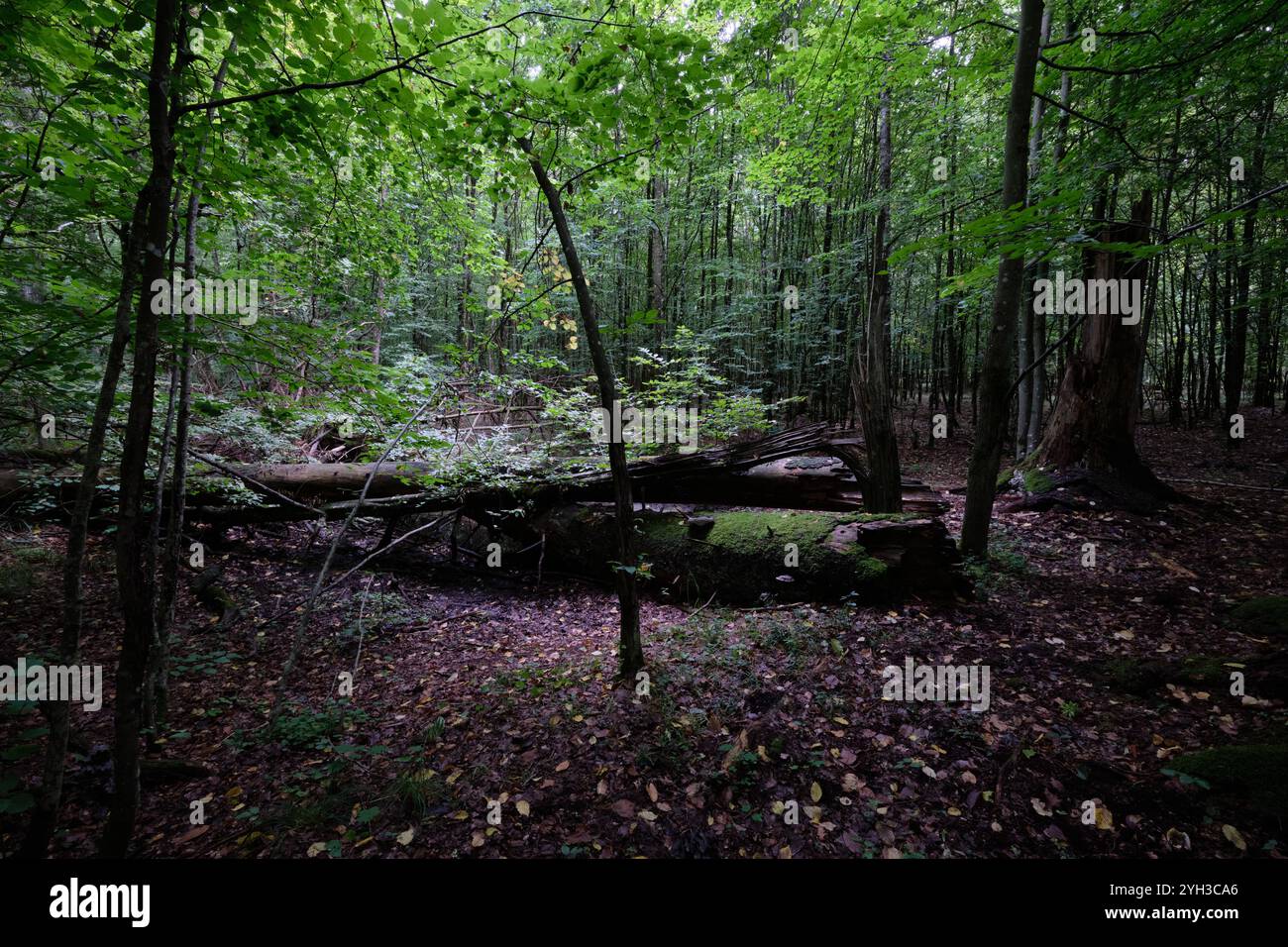 Summertime deciduous tree stand with broken dead trees rotting ...