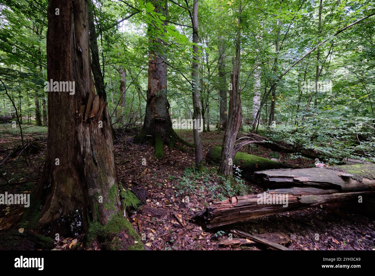 Summertime deciduous tree stand with broken dead trees rotting ...