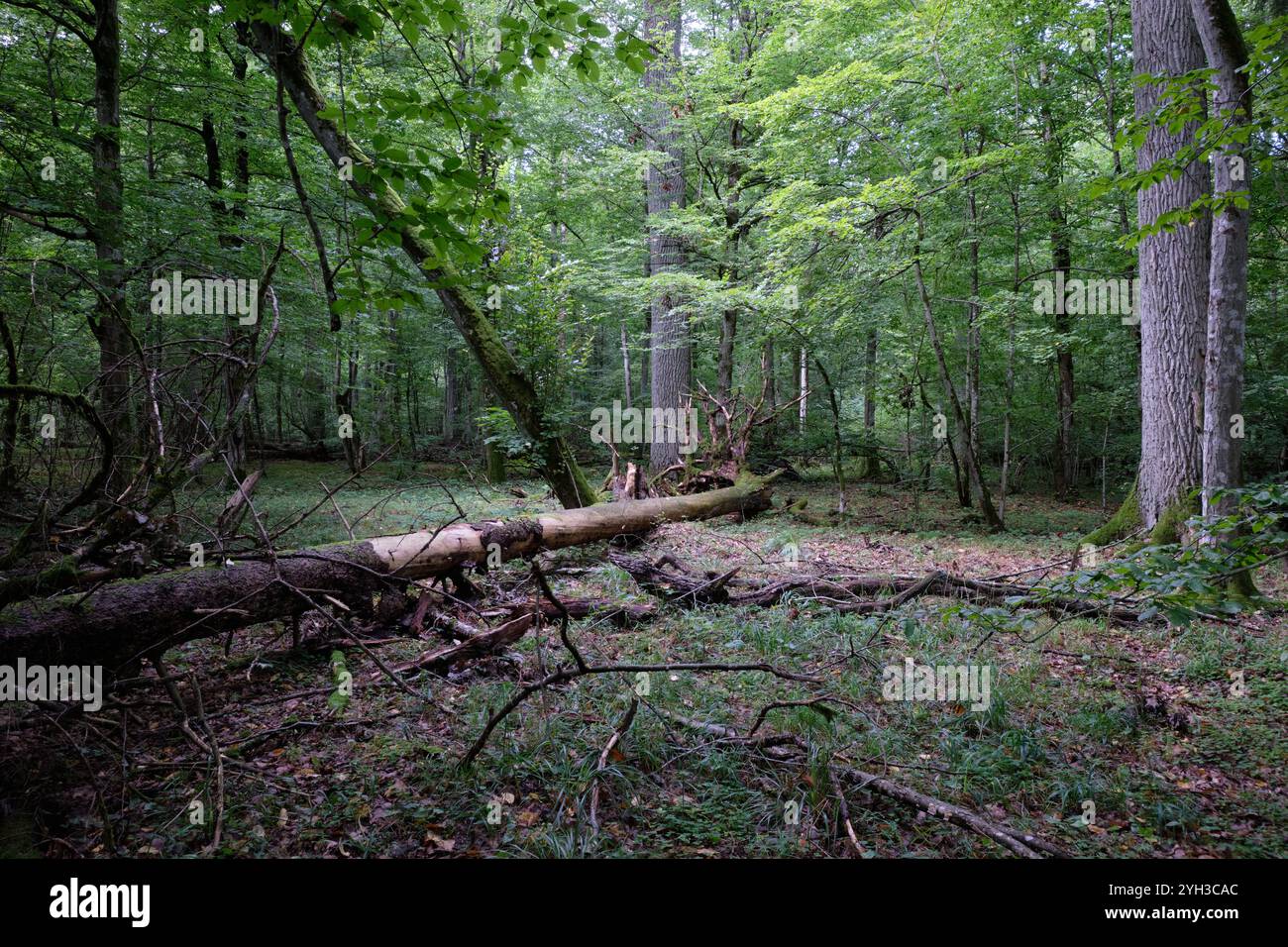 Summertime deciduous tree stand with broken dead trees rotting ...