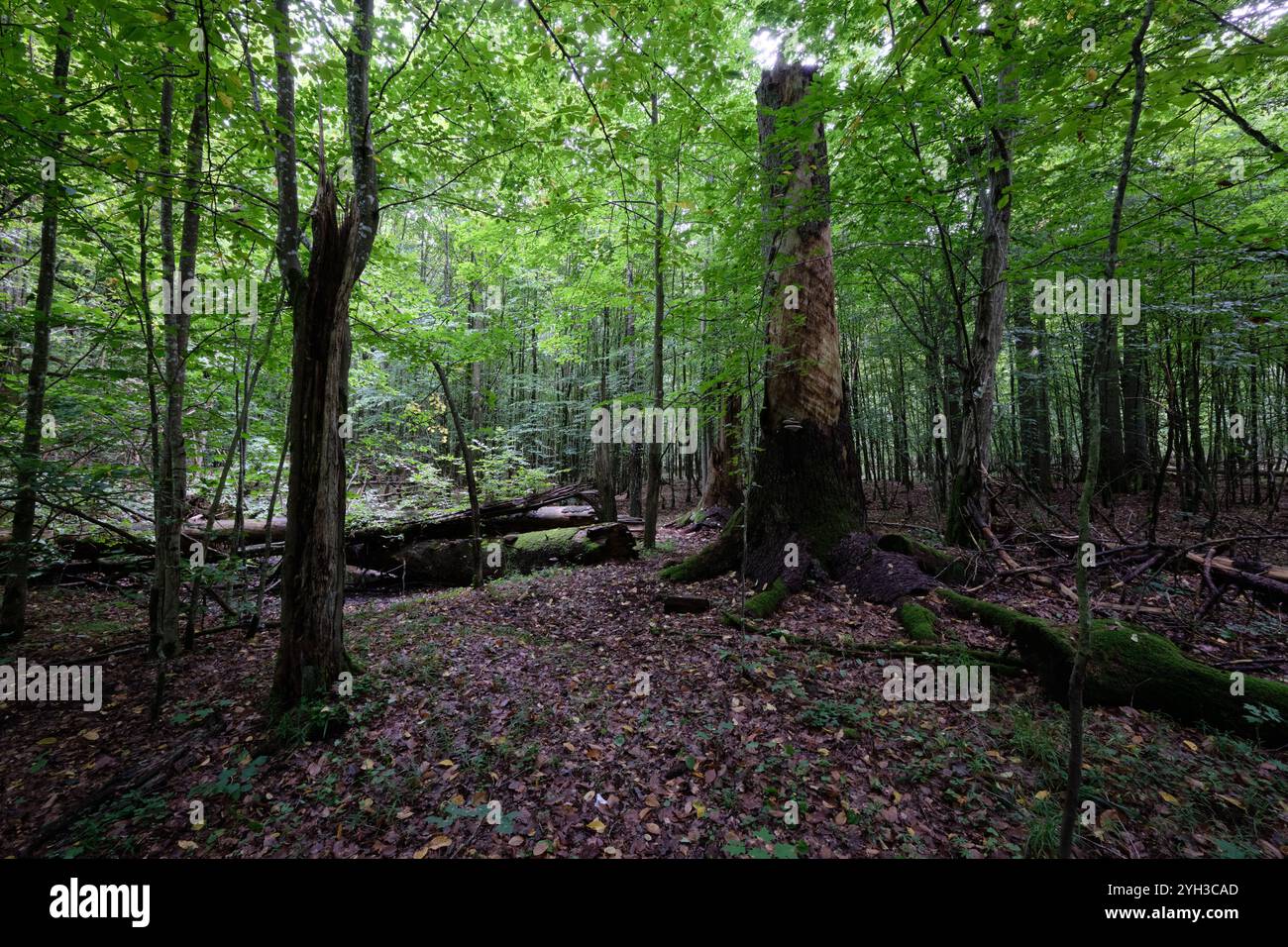Summertime deciduous tree stand with broken dead trees rotting ...