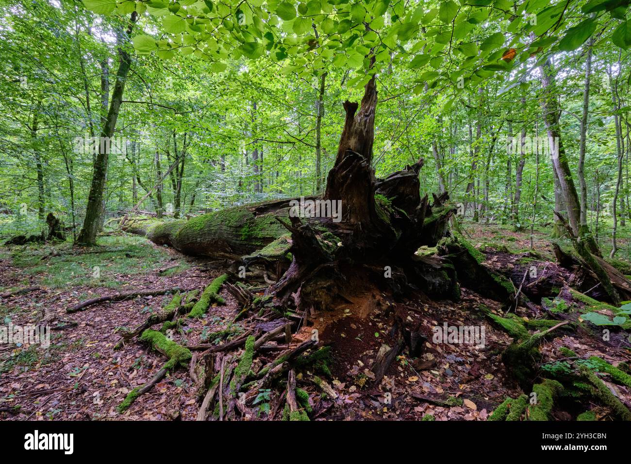 Oak tree roots hi-res stock photography and images - Alamy
