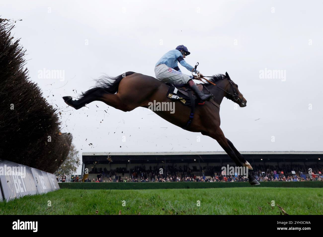 Beau balko horse hi-res stock photography and images - Alamy