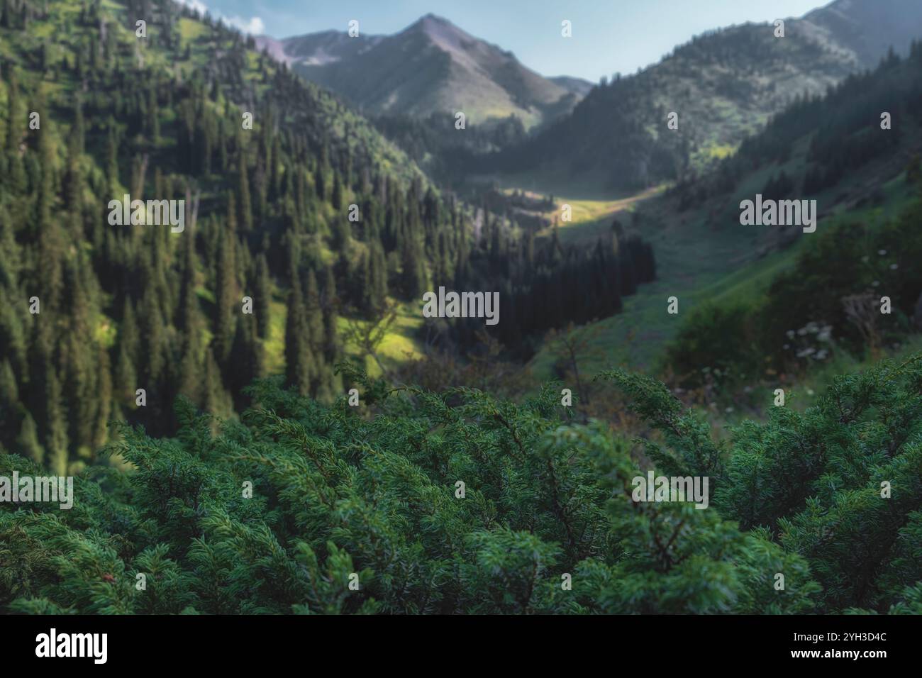 Green fragrant juniper and Gorelnik gorge in the mountains of Almaty ...