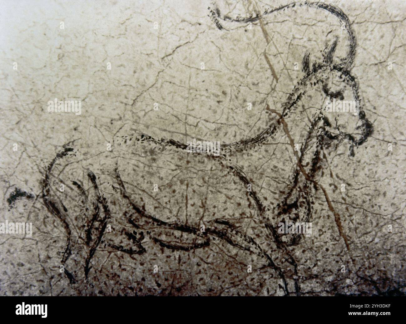 Cueva de la Pileta (Cave of the Pool). Cave painting depicting a ...