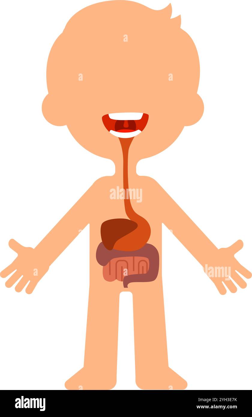 Digestive system diagram hi-res stock photography and images - Alamy