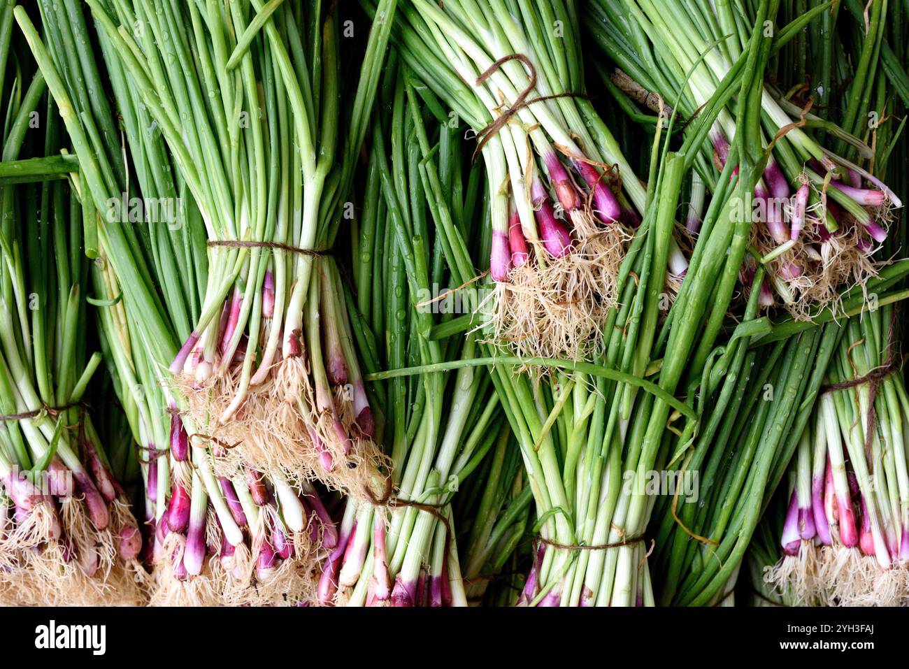 Bundles of freshly harvested locally grown raw green onions, or ...