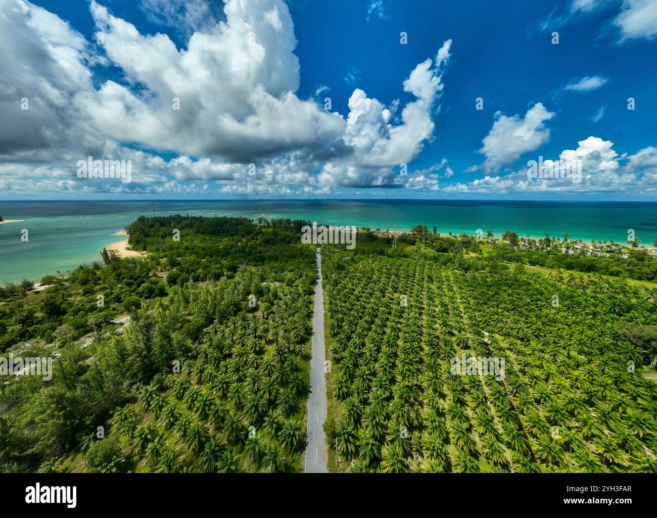Aerial view of road with Palm trees forest near the sea beach in ...