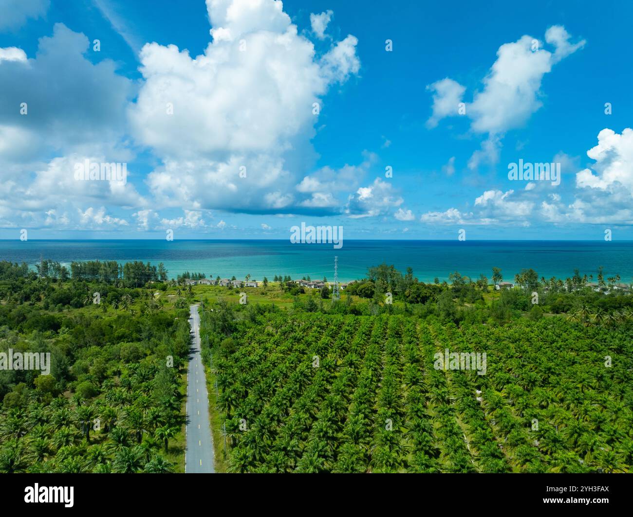 Aerial view of road with Palm trees forest near the sea beach in ...