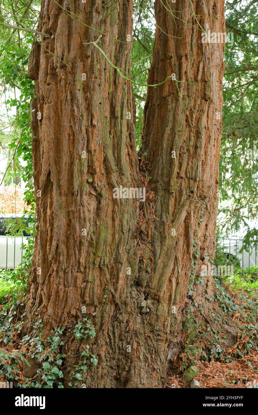 Old Yew tree growing with two trunks Stock Photo - Alamy