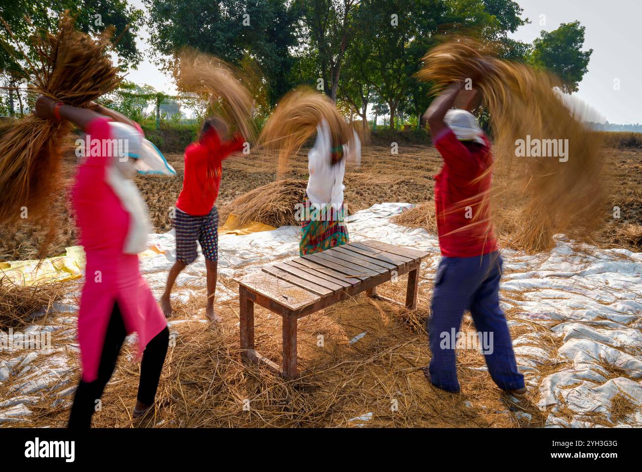 Farmers thresh harvested paddy crop at their field on the outskirts of ...