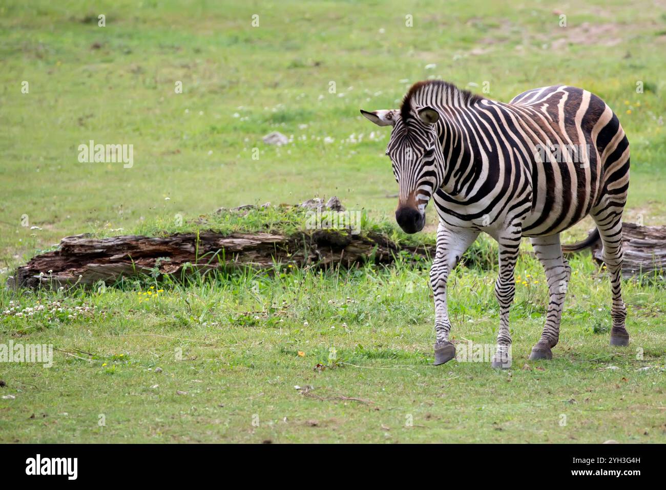 Zebra in a clearing in the run Stock Photo - Alamy