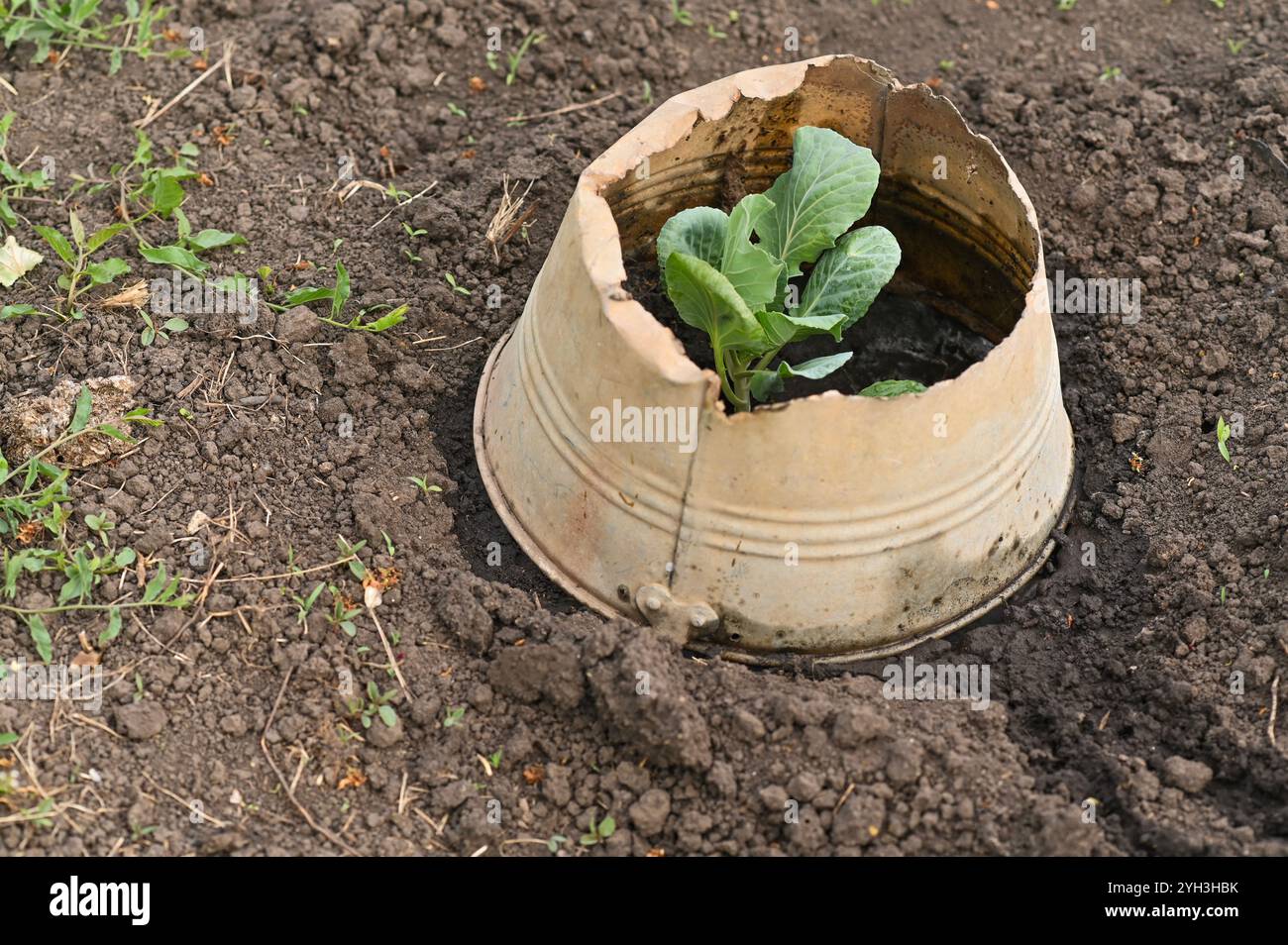 cover the cabbage seedling with an old leaky bucket, protecting the ...