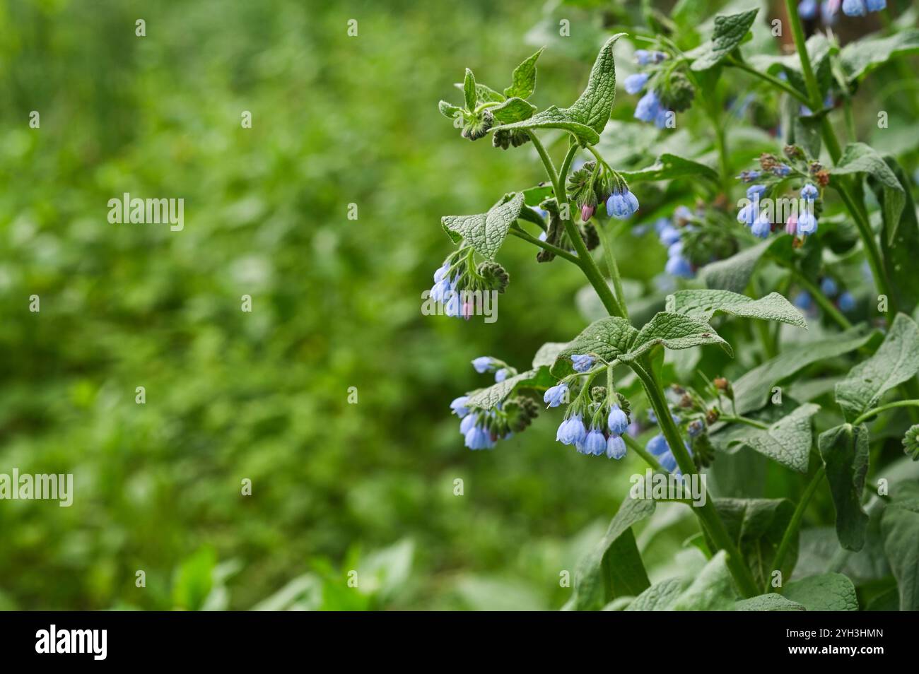 comfrey is a plant with blue flowers. background Stock Photo - Alamy