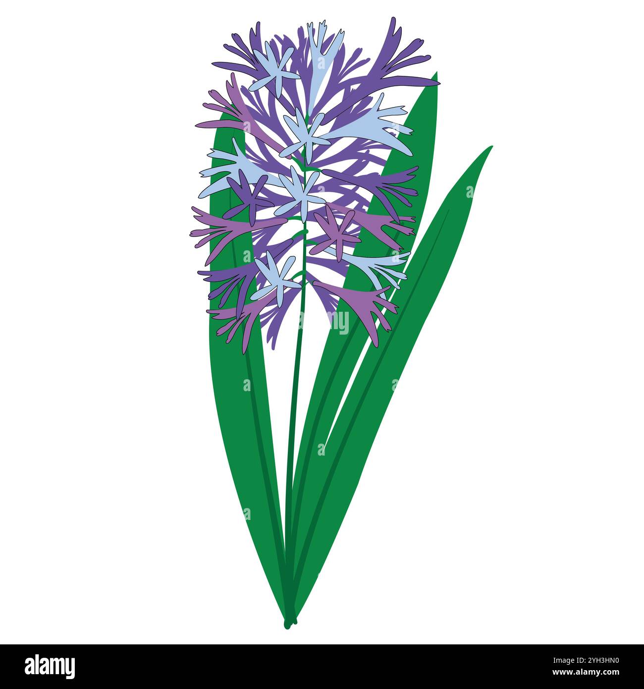 Hyacinth Hand draw single flower; wild Hiacinth stem and flowers ...
