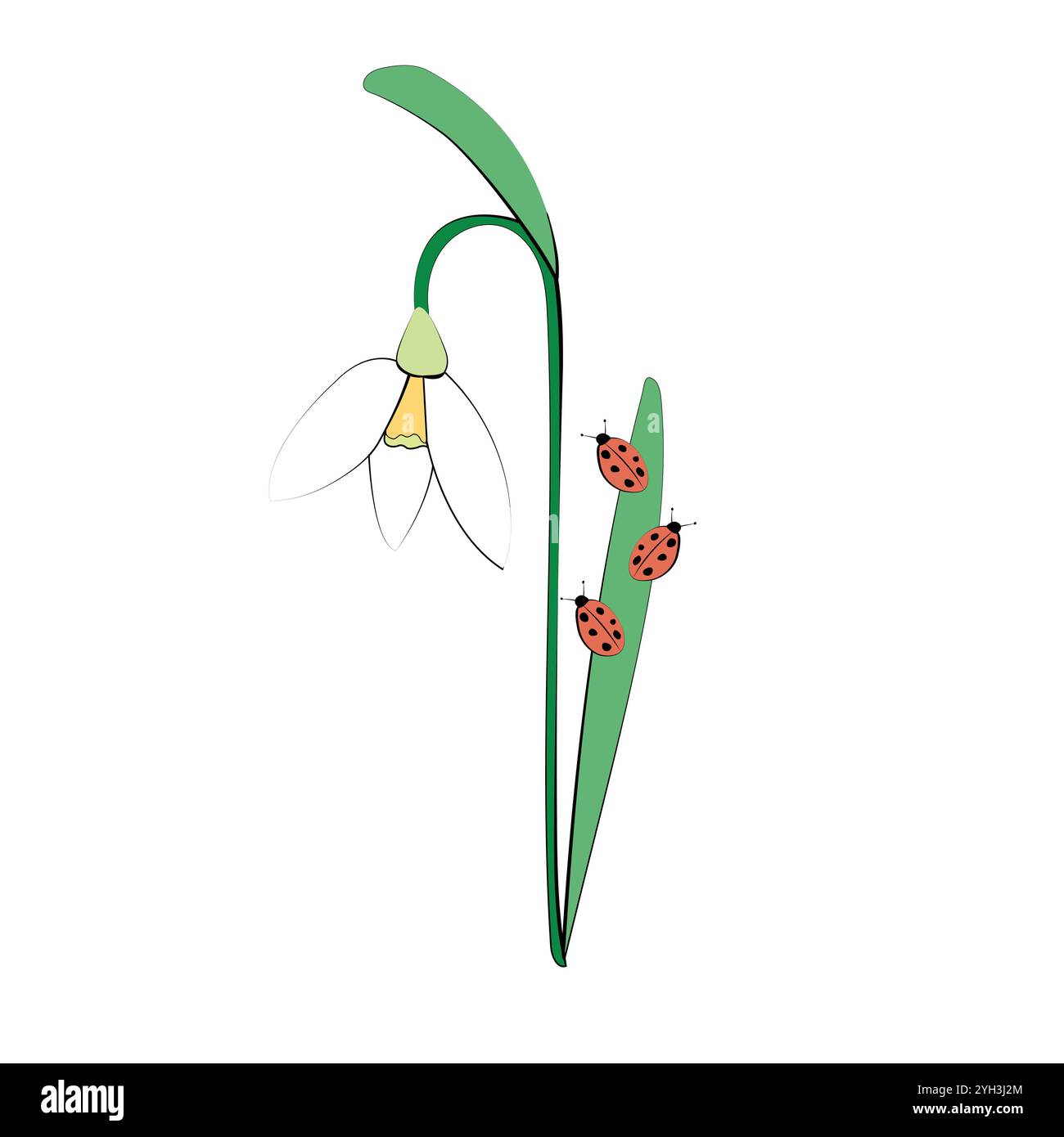 White snowdrop flower sign Stock Vector Images - Alamy