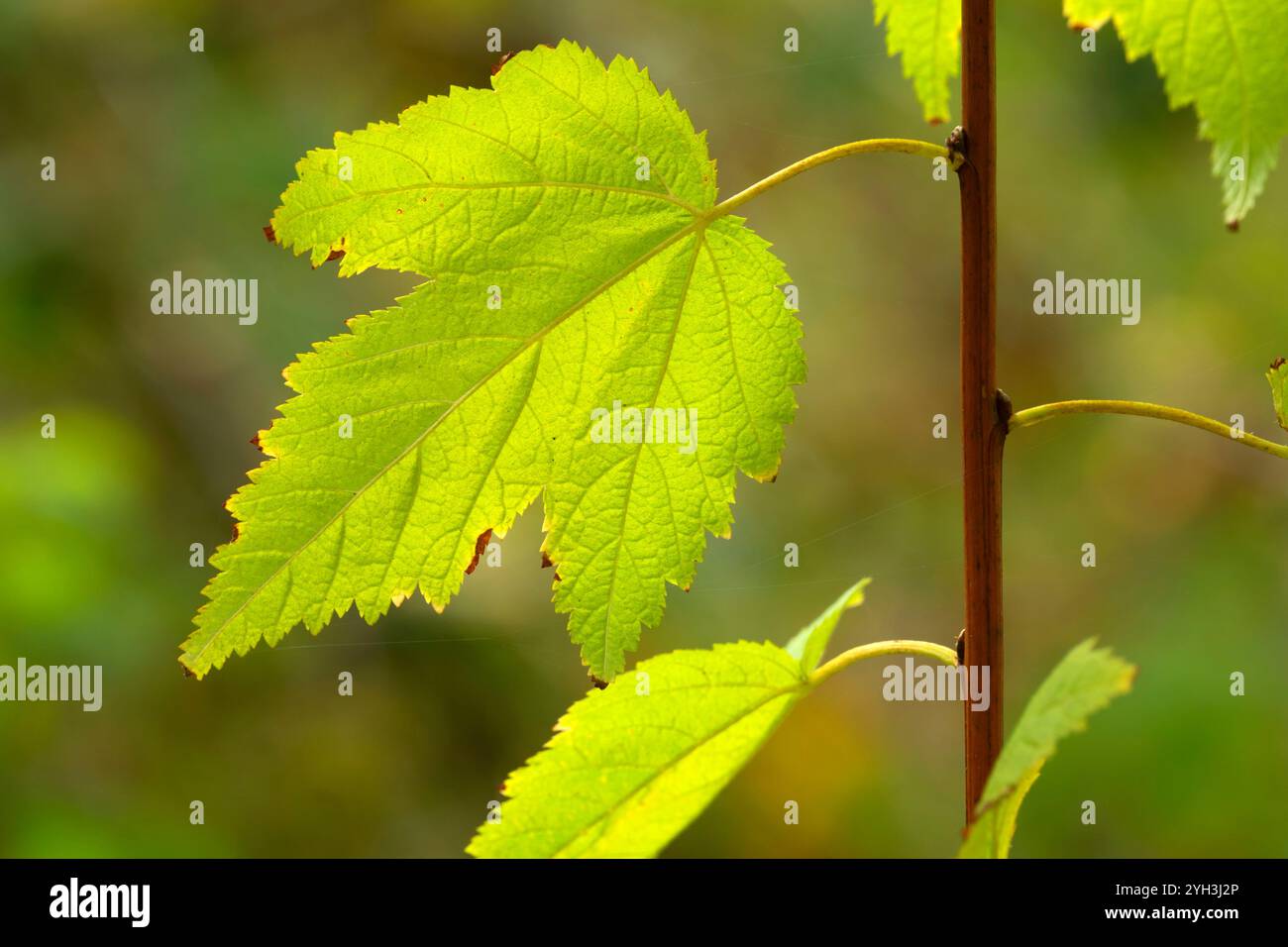 Pacific ninebark (Physocarpus capitatus) leaf, Willamette Mission State ...