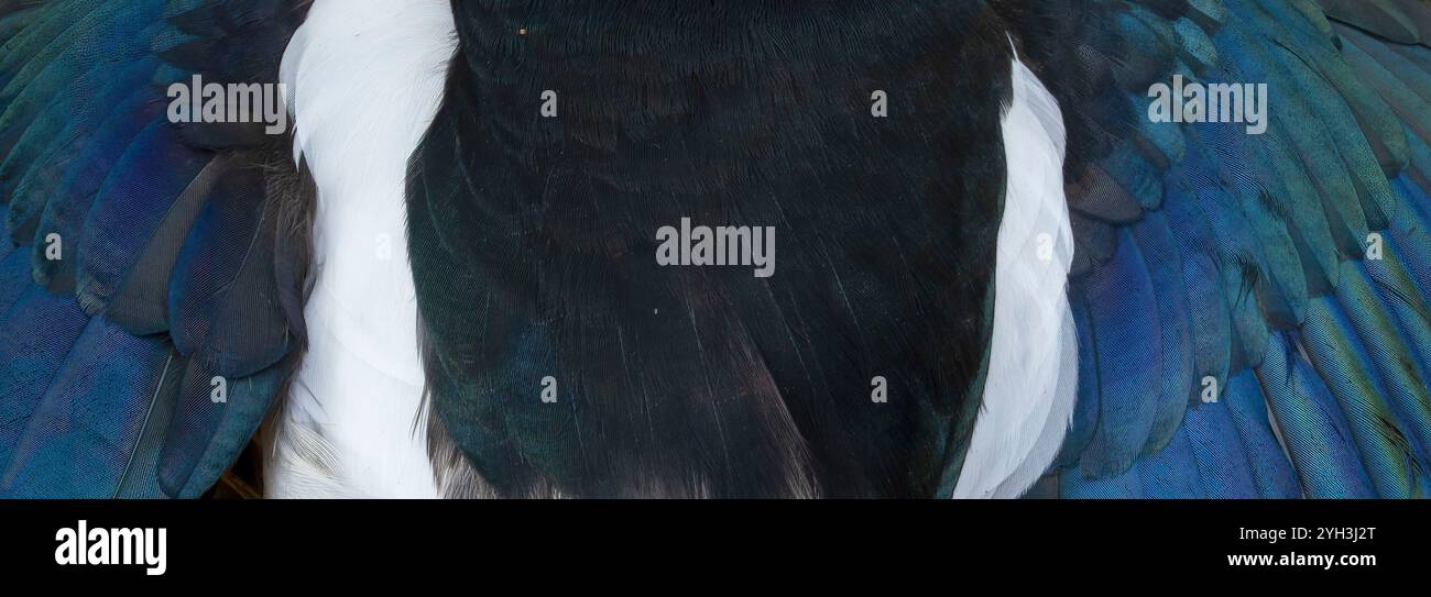 Black-billed Magpie (Pica hudsonia) feathers, Lower Crooked River ...