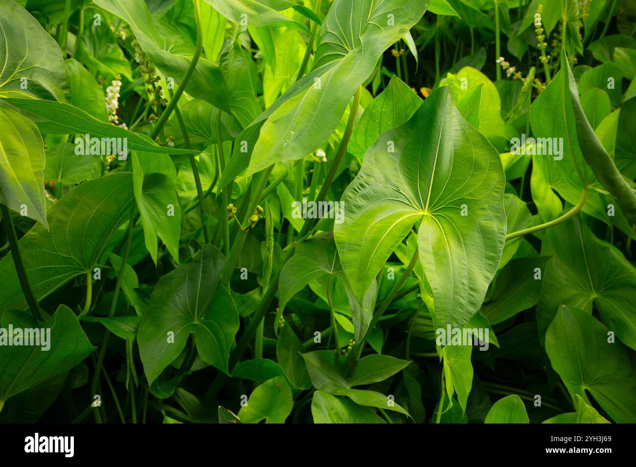 Indian potato sagittaria latifolia hi-res stock photography and images ...
