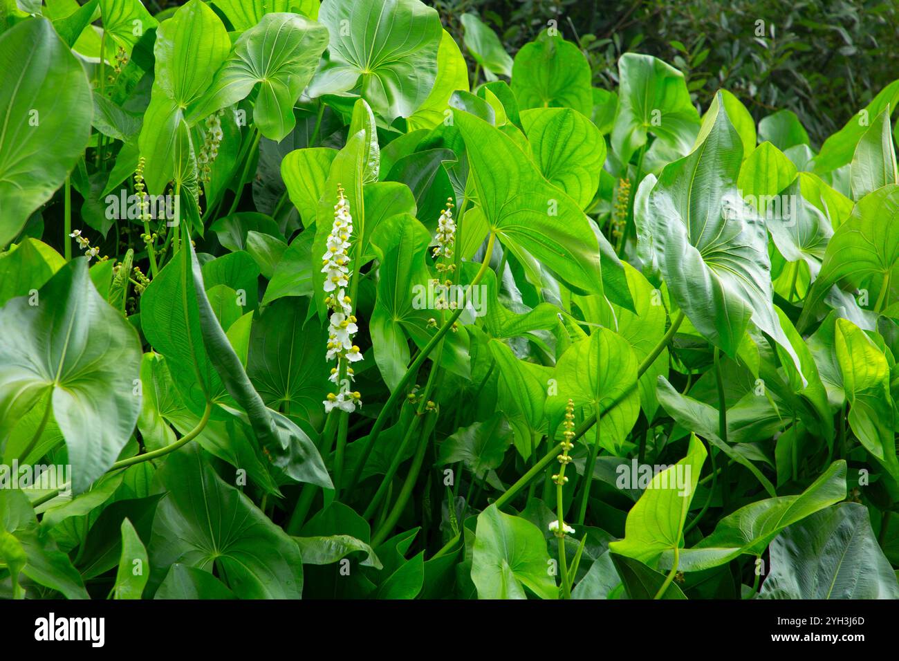 Indian potato sagittaria latifolia hi-res stock photography and images ...