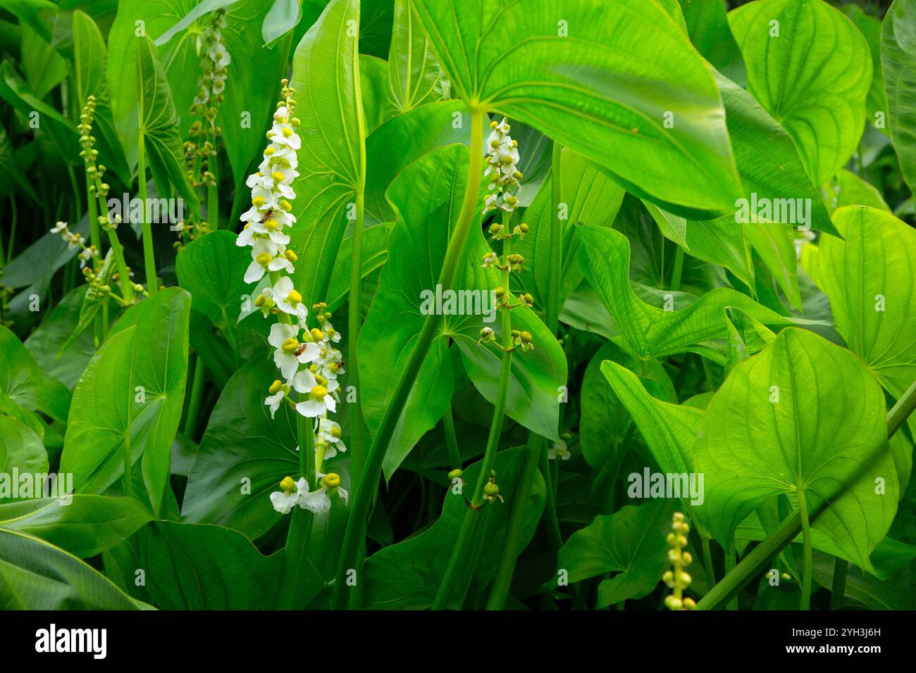 Indian potato sagittaria latifolia hi-res stock photography and images ...