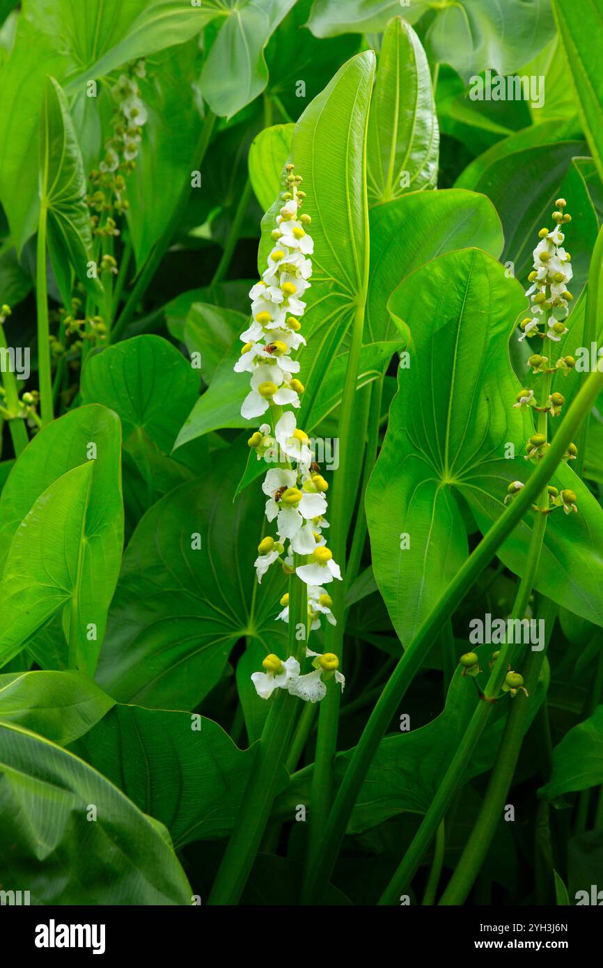 Indian potato sagittaria latifolia hi-res stock photography and images ...